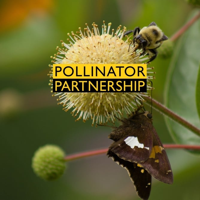 Pollinator Month & Pollinator Week: Transform Your Garden into a ...