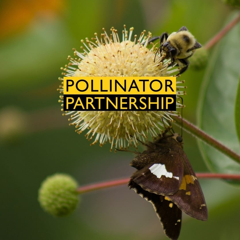 Pollinator Month & Pollinator Week: Transform Your Garden into a ...