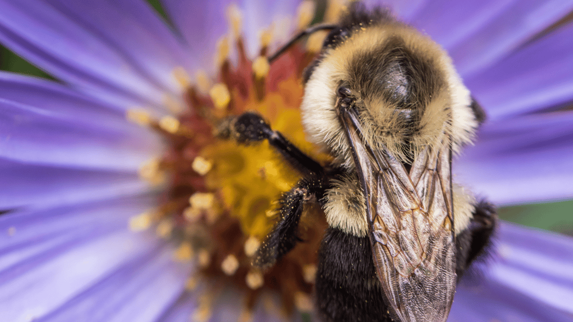 Pollinator Month & Pollinator Week: Transform Your Garden into a ...
