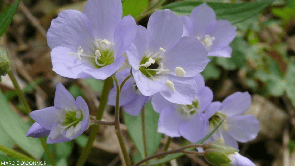 Early Spring Native Plants To Power Up Pollinators