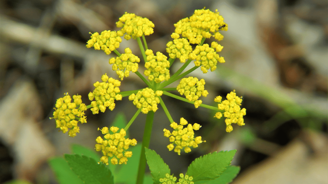 Early Spring Native Plants To Power Up Pollinators