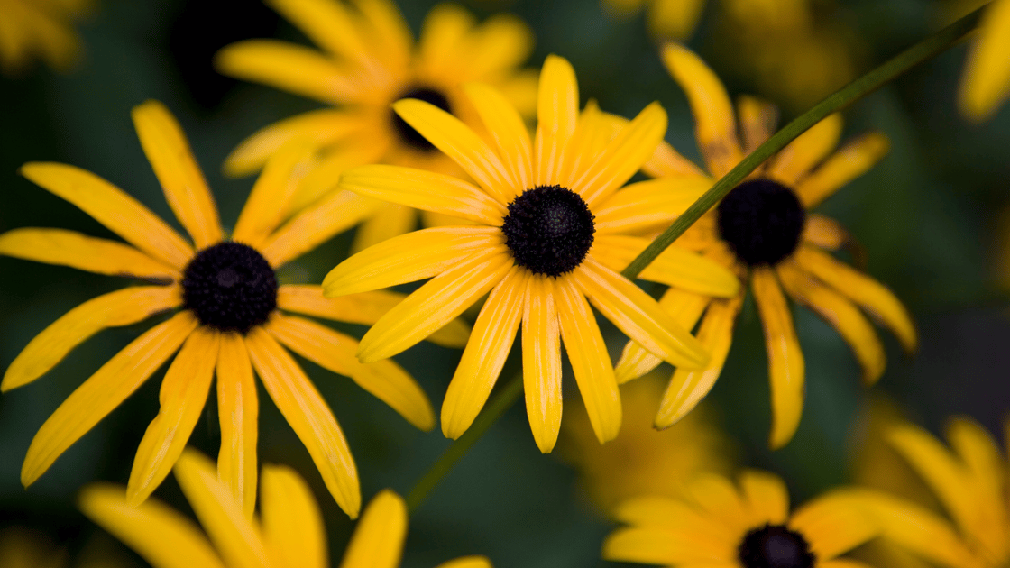 Keystone Native Plants for Pollinator Paradise