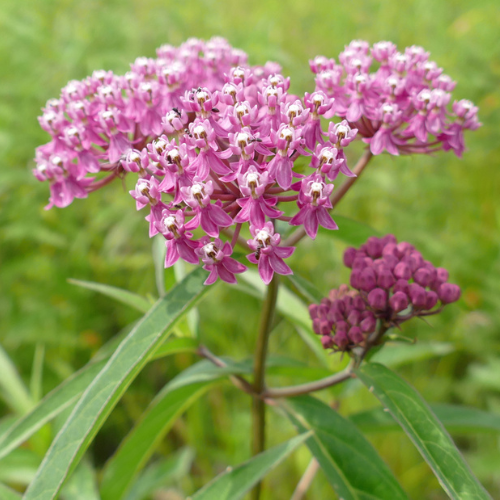 Everything To Know About Swamp Milkweed