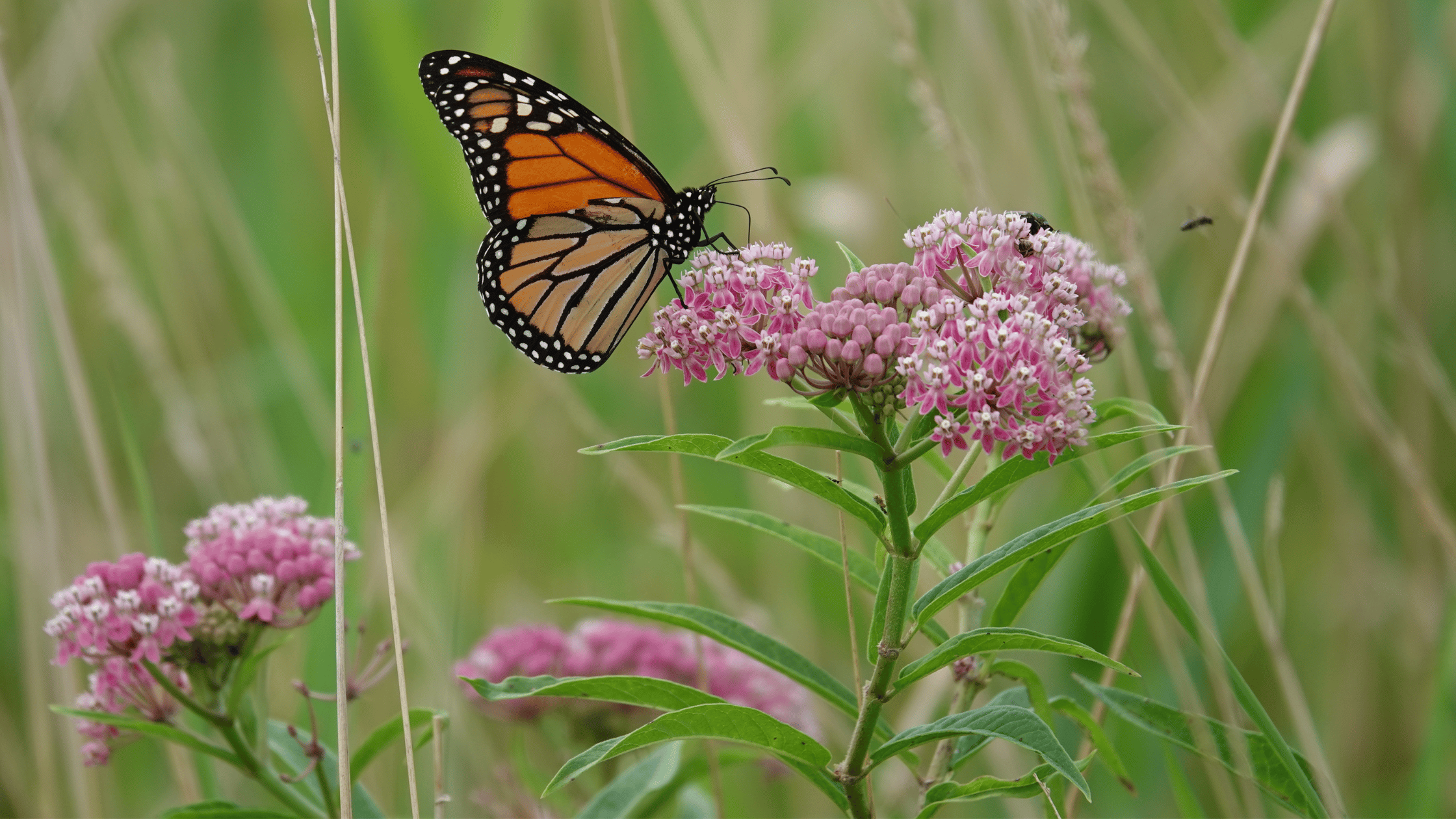 Everything To Know About Swamp Milkweed