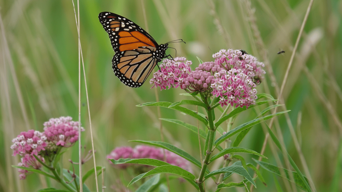Everything To Know About Swamp Milkweed