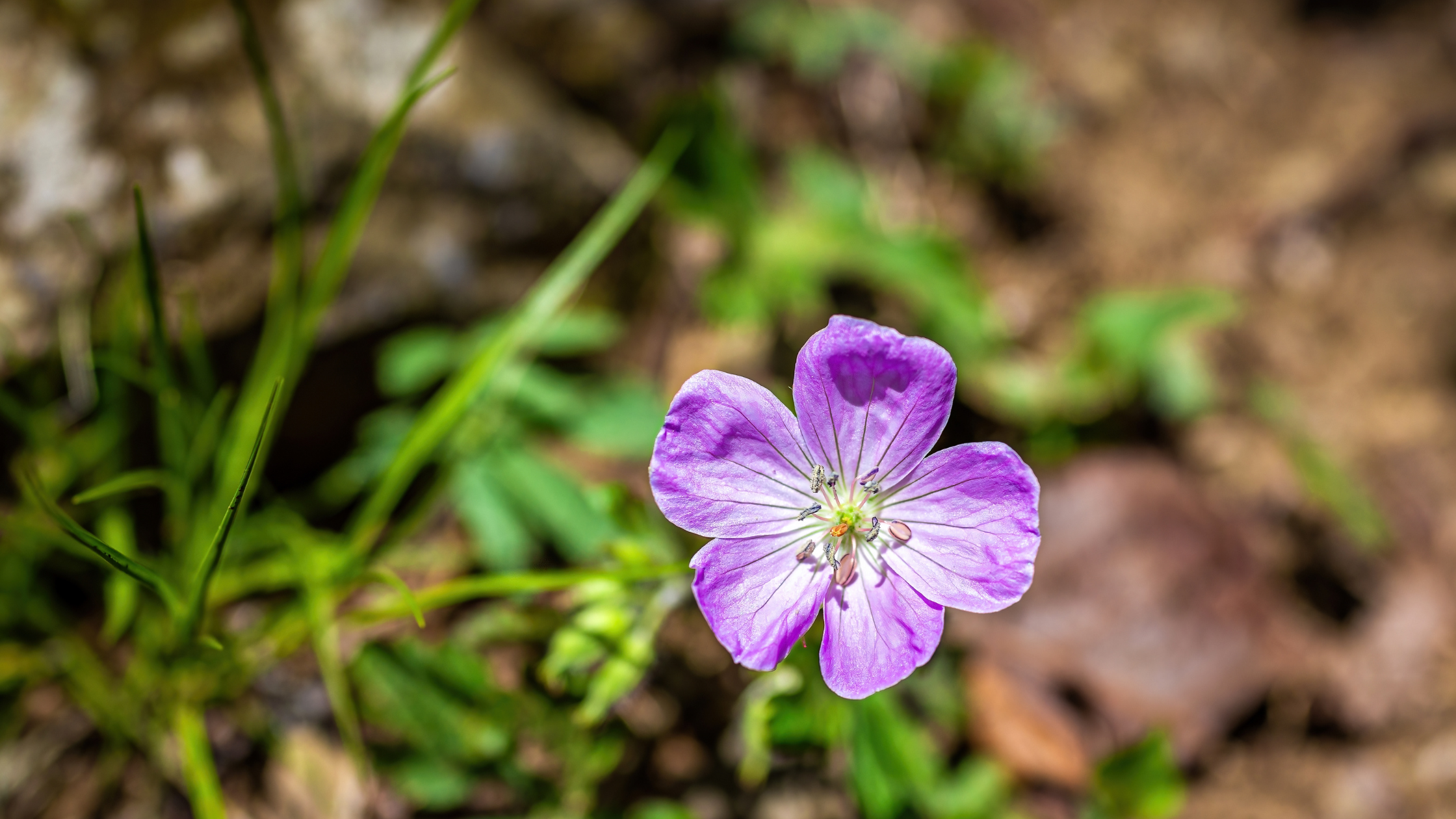 Conquering Shade, Slopes, and Small Spaces with Native Plants