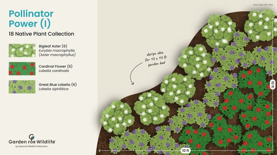 Breaking The Barrier: A Suburban's Guide To Native Gardening Under HOA ...