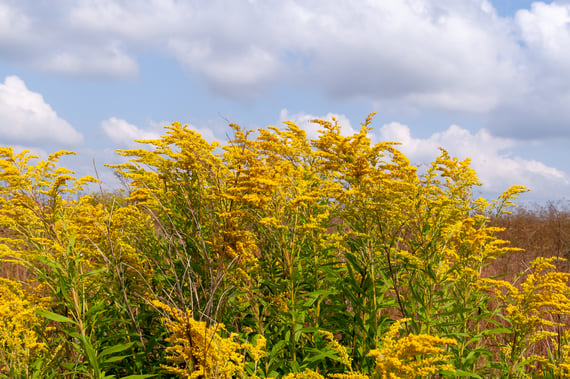 Why You Should Plant Goldenrod