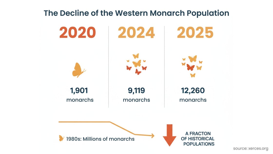 A Narrowing Window: 2025 Western Monarch Count Reveals Historic Lows