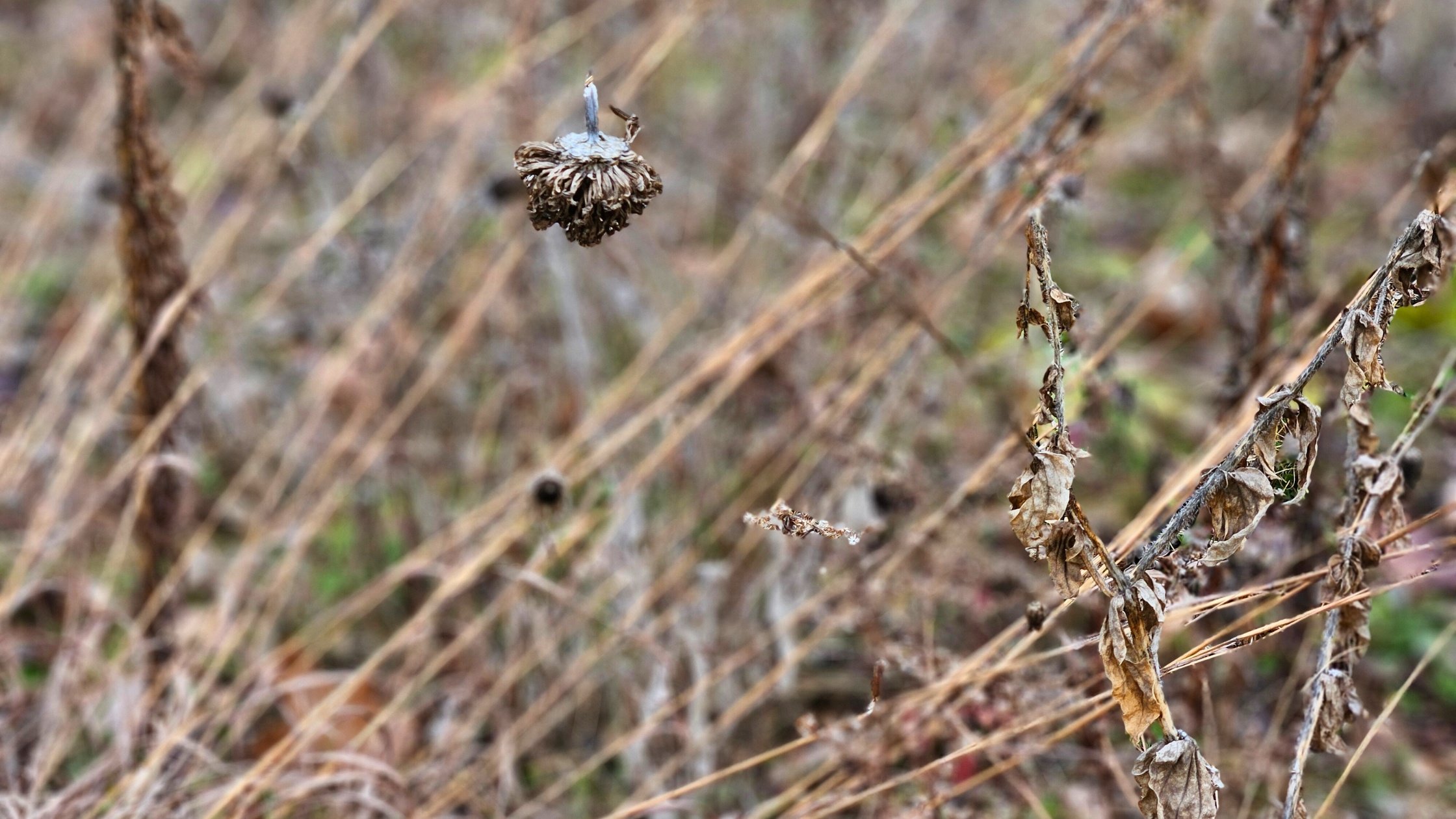 Is it Dead or Dormant? How to Tell the Difference in Native Perennial ...