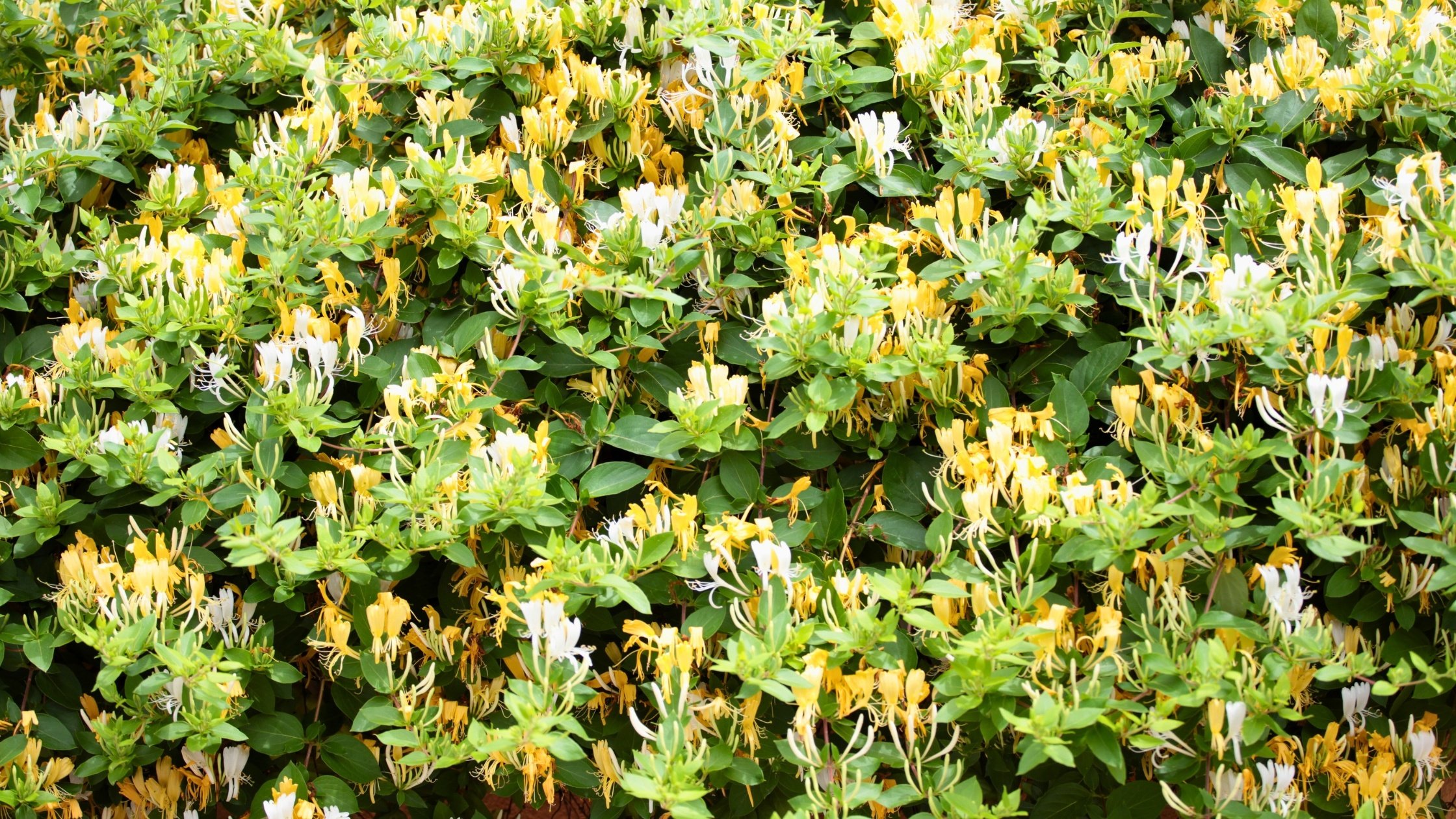 5 Popular Plants that are Invasive to North America (and their Native ...