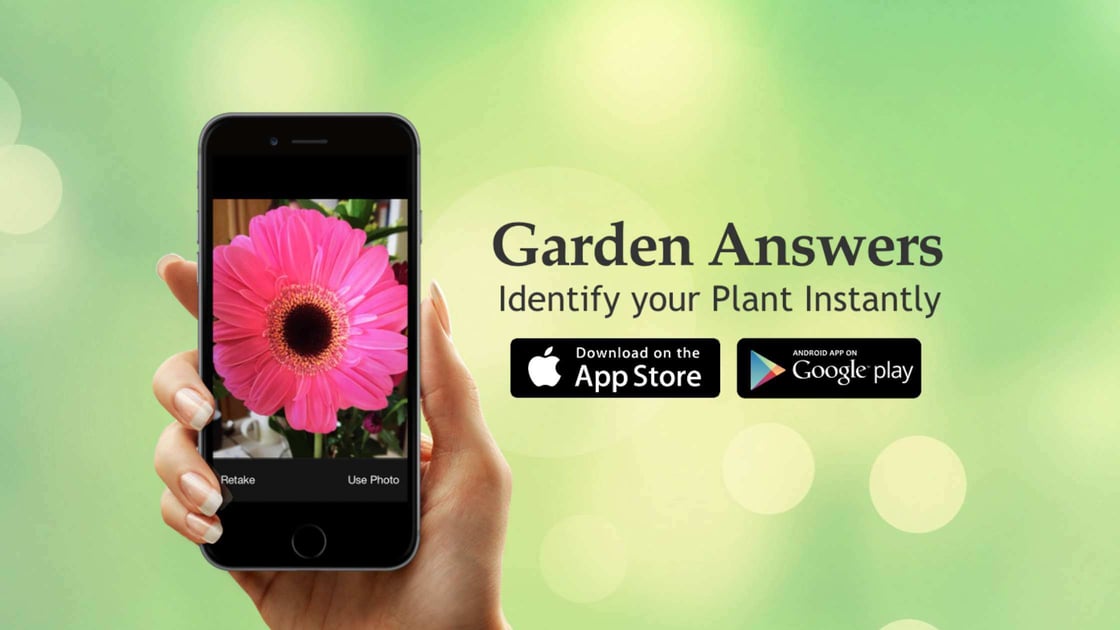 The Ultimate Guide to Plant Identification Apps for Every Gardener