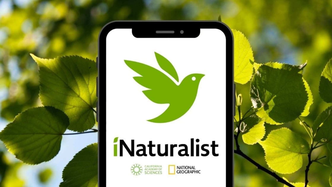 The Ultimate Guide to Plant Identification Apps for Every Gardener