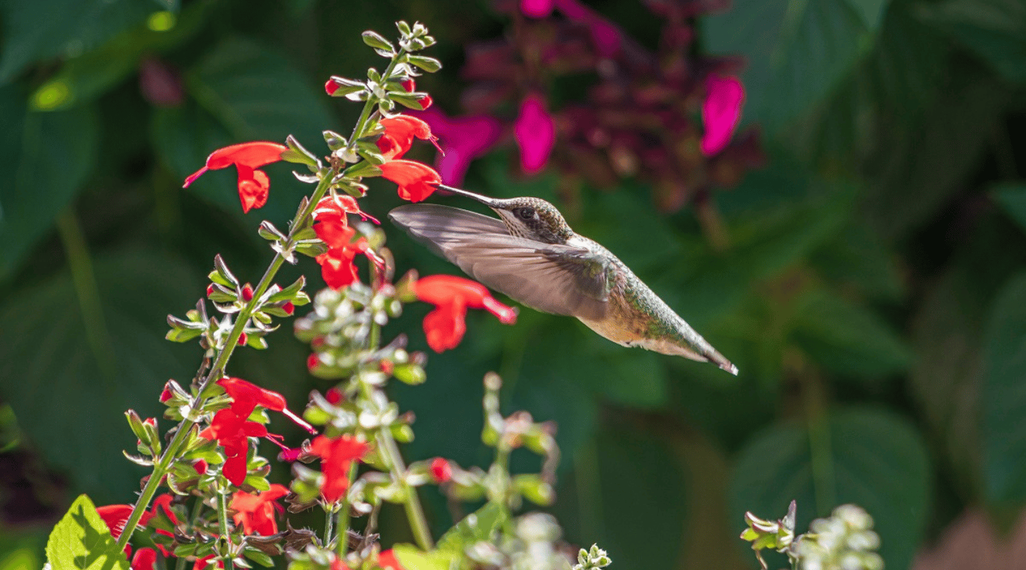 Fueling the Migration: Top Native Plants to Support Hummingbirds on ...