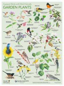 Garden for Wildlife Sponsors Poster of Bird-Friendly Garden Plants