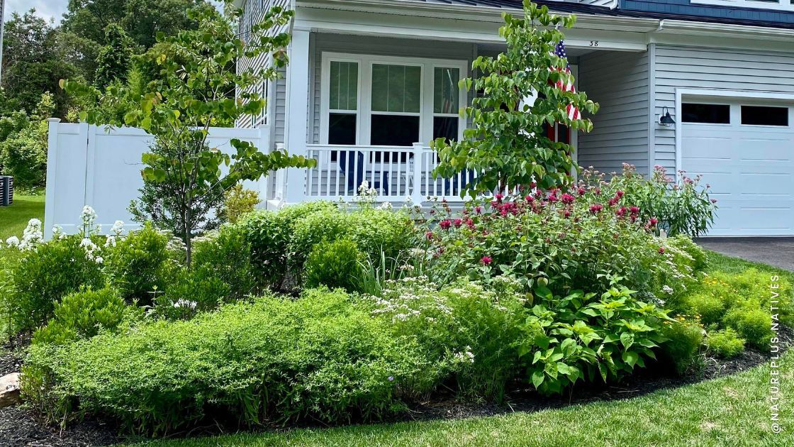 Breaking The Barrier: A Suburban's Guide To Native Gardening Under HOA ...